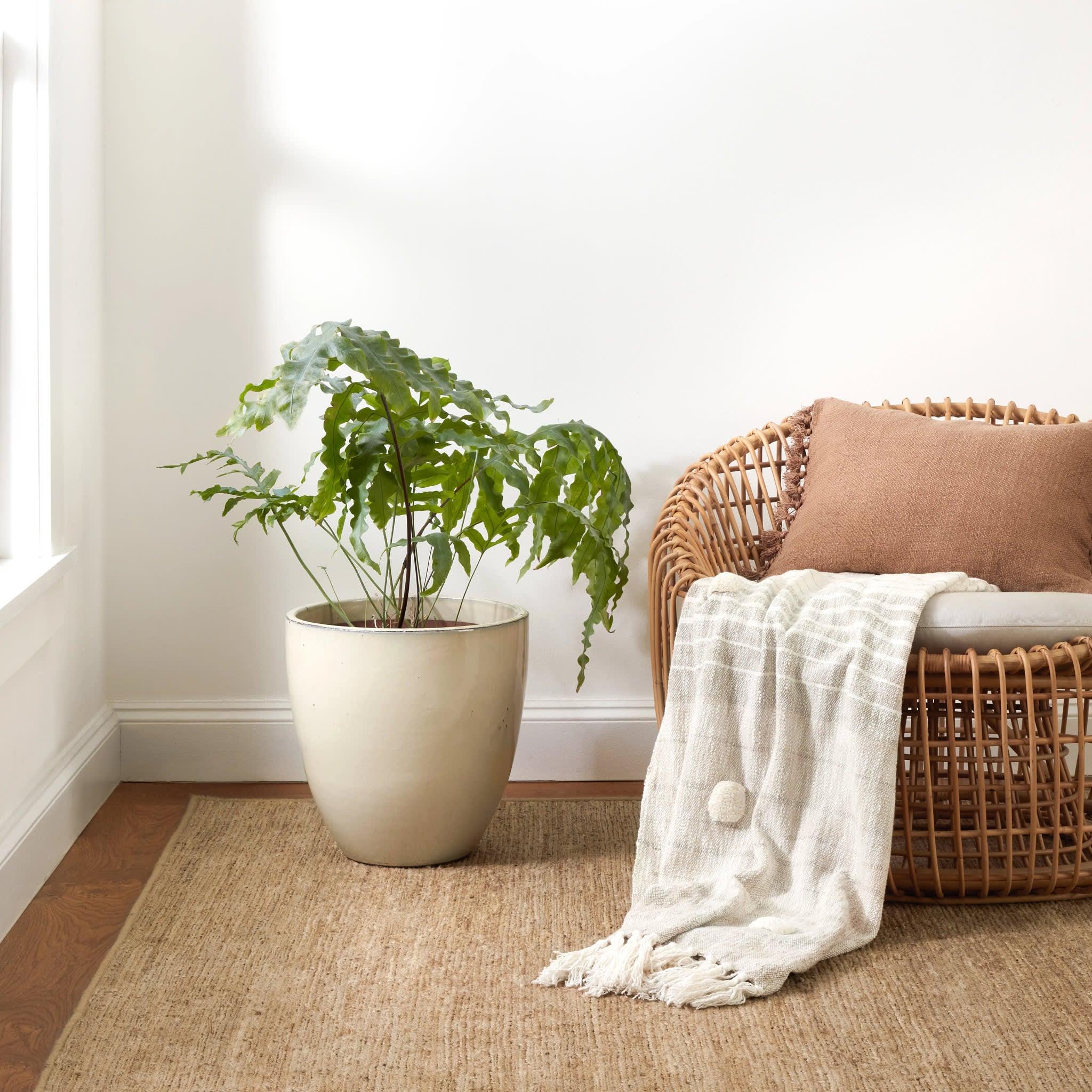Willa Braided Woven Hemp Custom Rug | Natural – Rugs USA